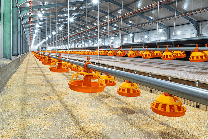 Falcon S.r.l: leader in chain conveyor systems | Falcon Srl